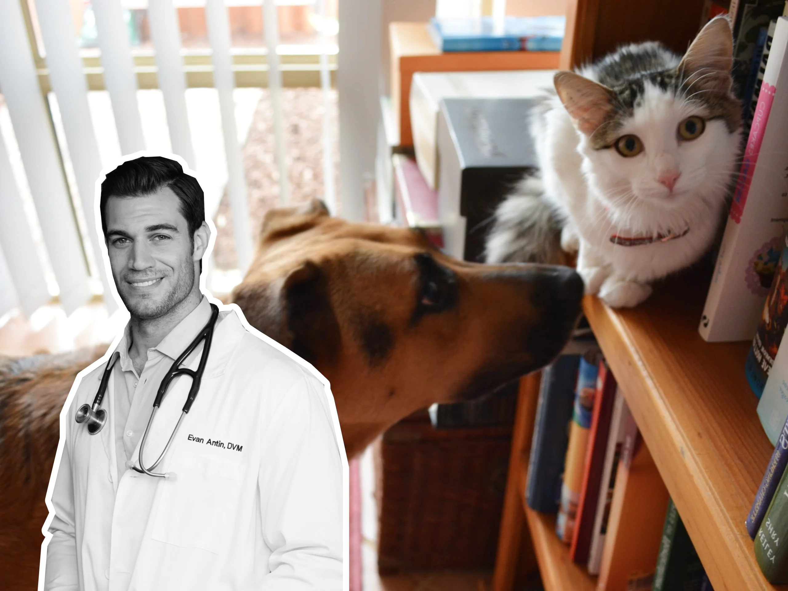 Dr. Evan Antin shares: his journey to becoming a veterinarian